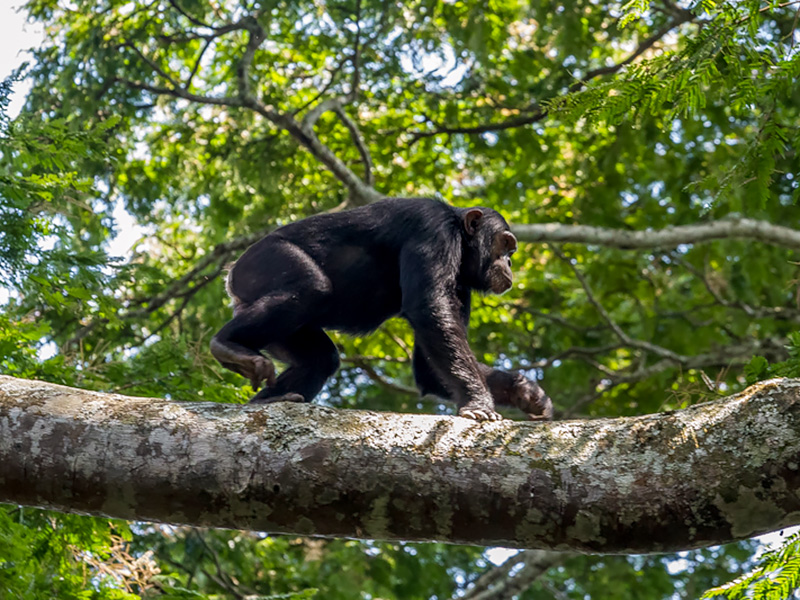 Chimp walk 11. The ease with which the chimpanzee runs on the tree ...