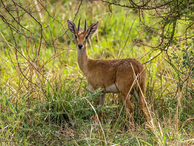 Game drive 15. A male oribi. Oribi's are on the menu of many predators ...