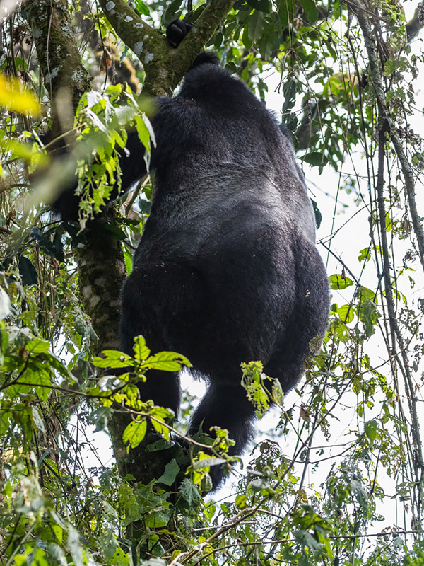 Gorilla Climbing
