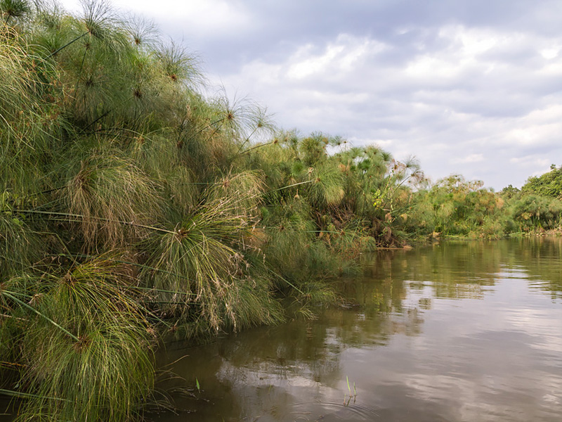 Boat trip 4. The boat trip starts along a papyrus swamp where there is ...