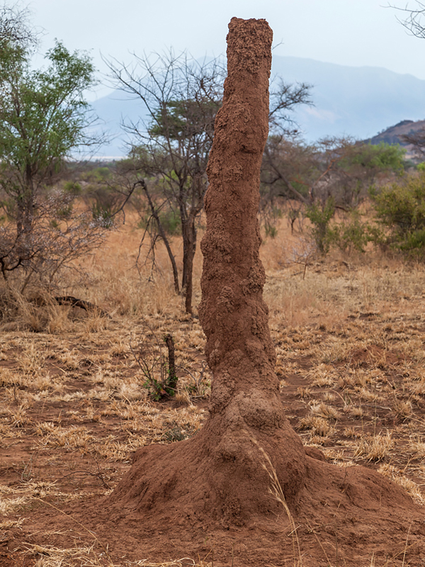 Ostriches and hot springs 7. A termite mount has an ingenious ...