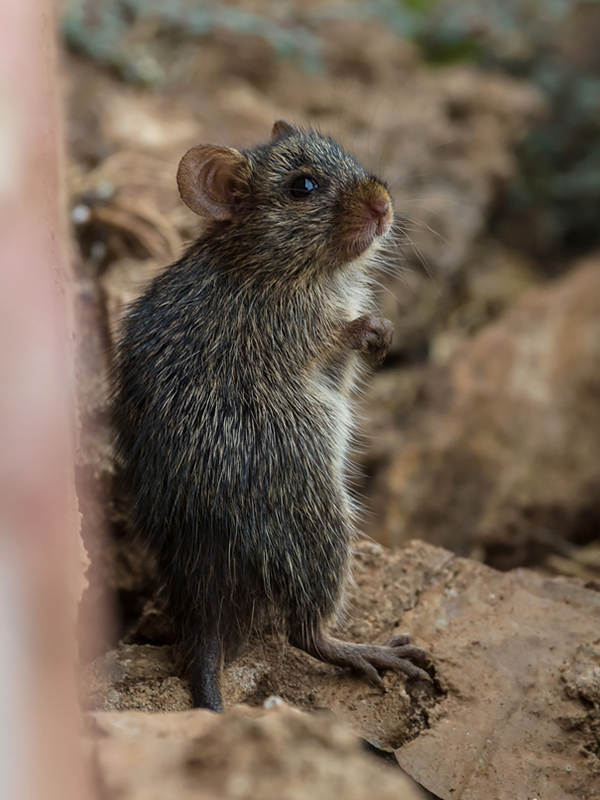 Apoka Rest Camp 7. The African grass rats were not shy at all and could ...