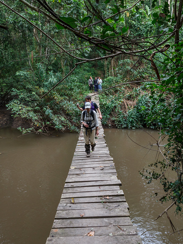 Kyambura Gorge 2. A narrow bridge to go across the Kyambura River ...